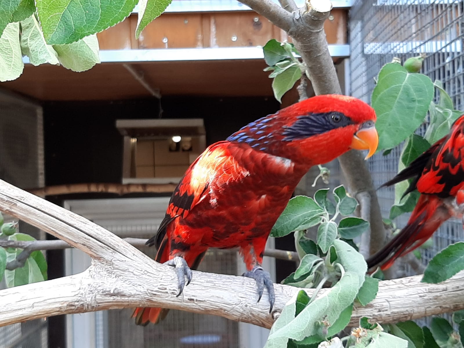 Loris (Loriini) - Bericht - Vogelfreunde Bautzen e.V.